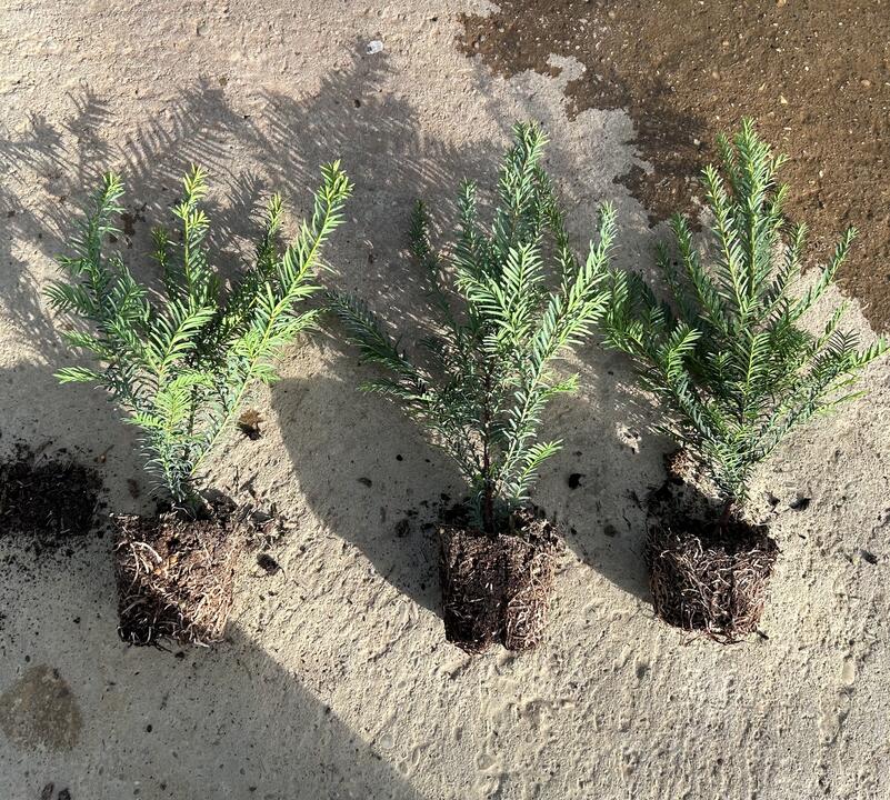Plantgoed p 9. (Eleagnus ebbengei). ( Prunus Lusitanica angustifolia ...