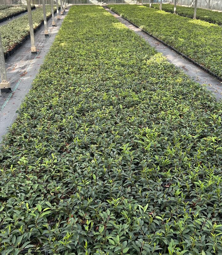 Plantgoed p 9. (Eleagnus ebbengei). ( Prunus Lusitanica angustifolia ...