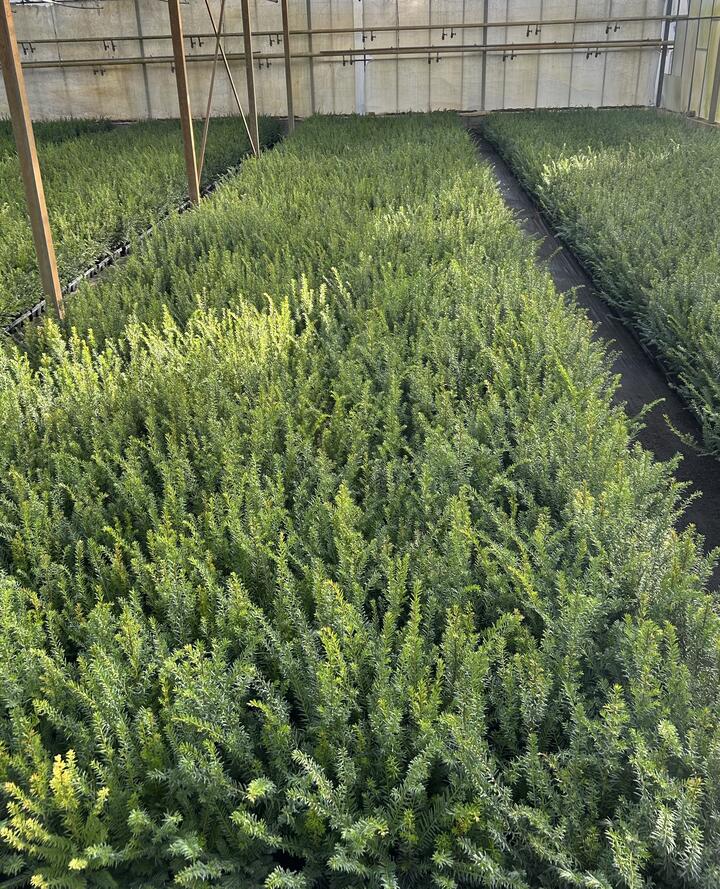 Plantgoed p 9. (Eleagnus ebbengei). ( Prunus Lusitanica angustifolia ...