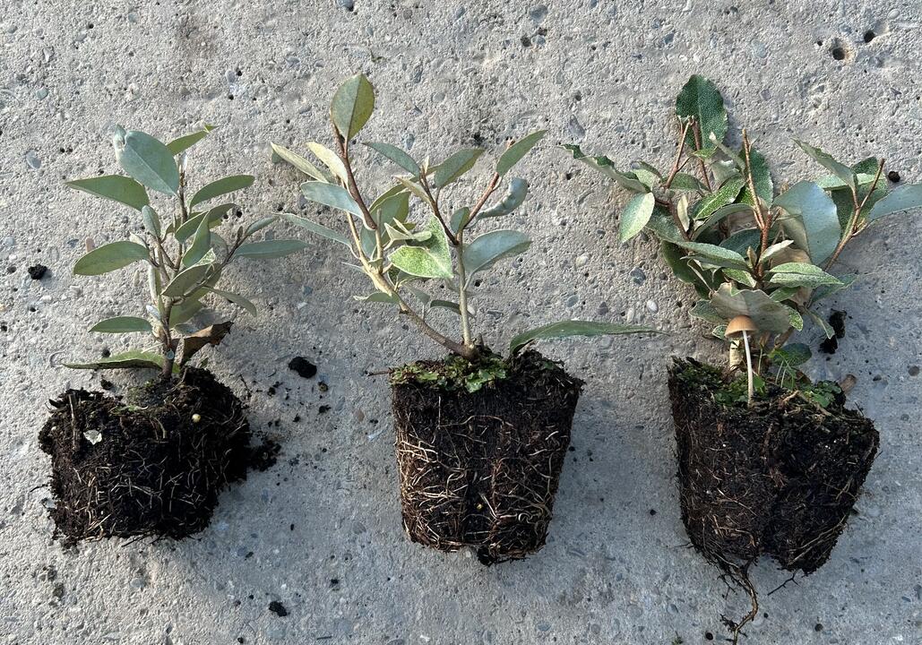 Plantgoed p 9. (Eleagnus ebbengei). ( Prunus Lusitanica angustifolia ...
