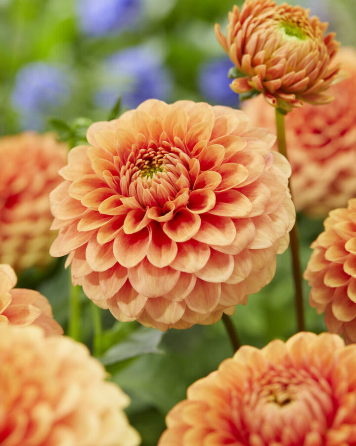Dahlia restpartijen te koop - Tuinbouw Marktplaats