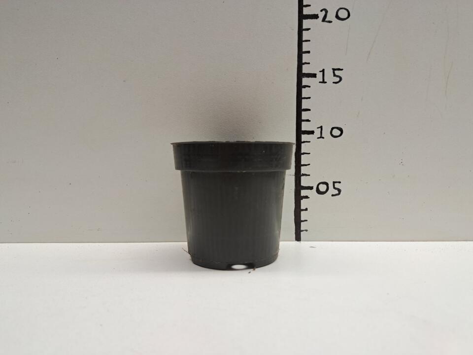 Zeer mooie partij zwarte 0,42 liter / 9,5 cm (10 VOL) van Krimpen ...