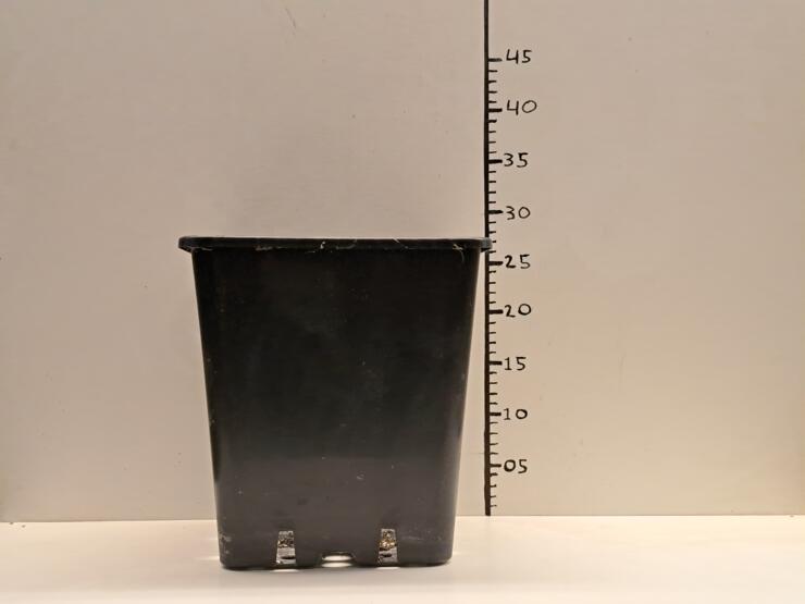 Zeer mooie partij zwarte 11 liter / 25x25x26 cm IPP vierkante potten ...